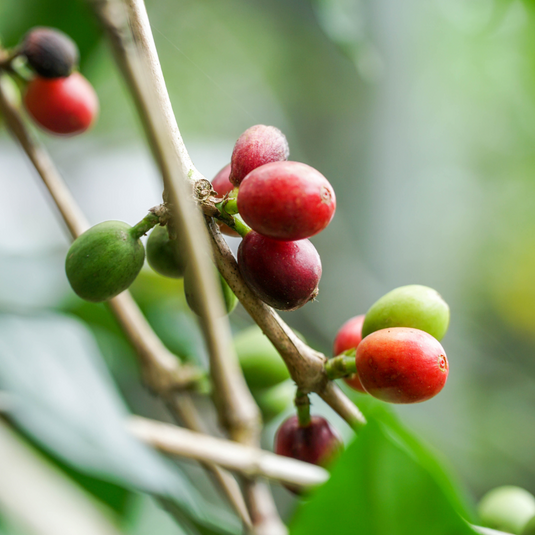 Sleepyhead Decaf - Coffee Blend | Plain Sight Coffee Philippines